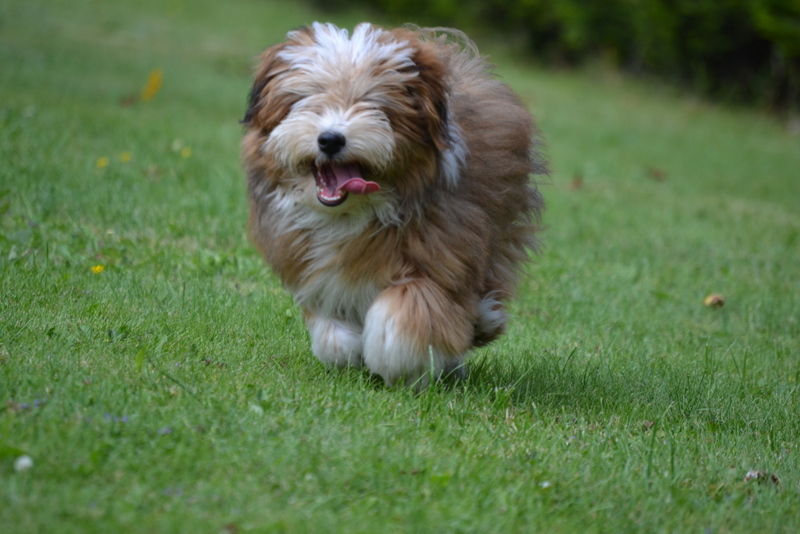 Havaneserzucht und Havaneserwelpen /NRW / Sauerland - Deckrüden